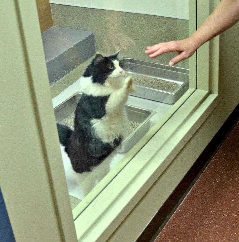 Senior Cat Keeps Pawing at Window in Shelter Until Someone Takes Her ...