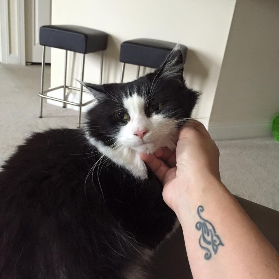 Senior Cat Keeps Pawing at Window in Shelter Until Someone Takes Her ...