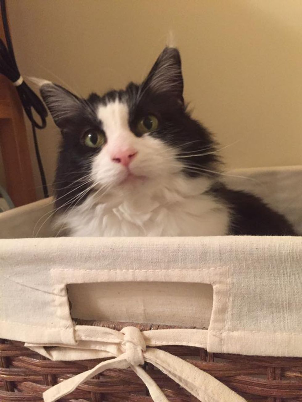 Senior Cat Keeps Pawing at Window in Shelter Until Someone Takes Her ...