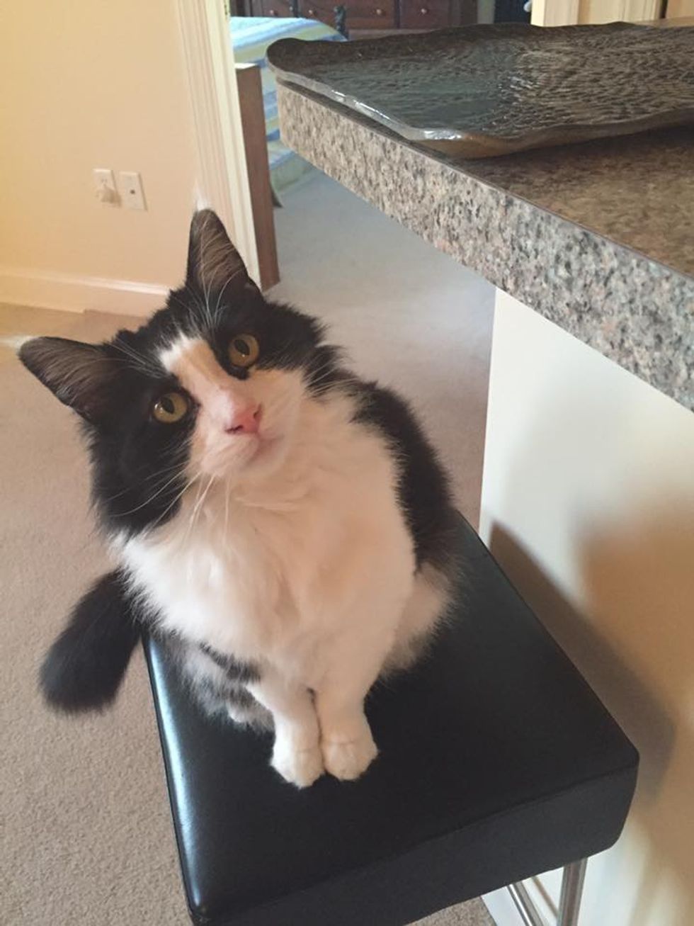 Senior Cat Keeps Pawing at Window in Shelter Until Someone Takes Her ...