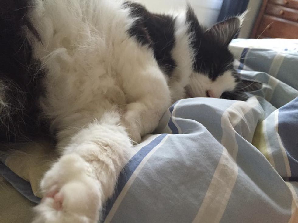 Senior Cat Keeps Pawing at Window in Shelter Until Someone Takes Her ...