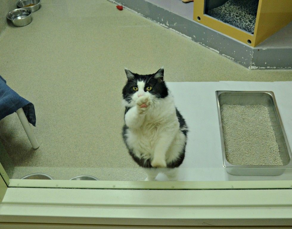 Senior Cat Keeps Pawing at Window in Shelter Until Someone Takes Her ...