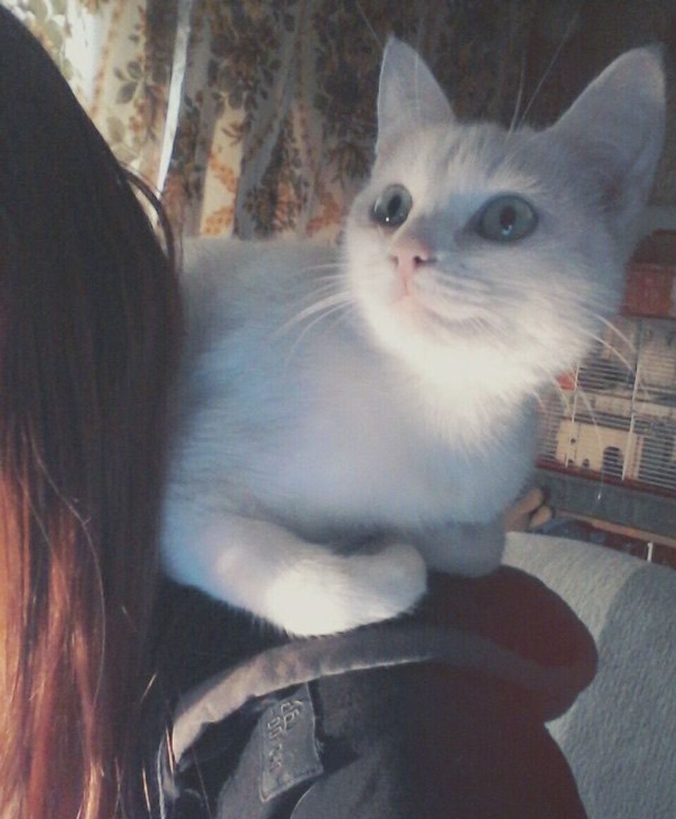 Little Mischievous One Turns Herself into a Rare Cat Wolf - Love Meow