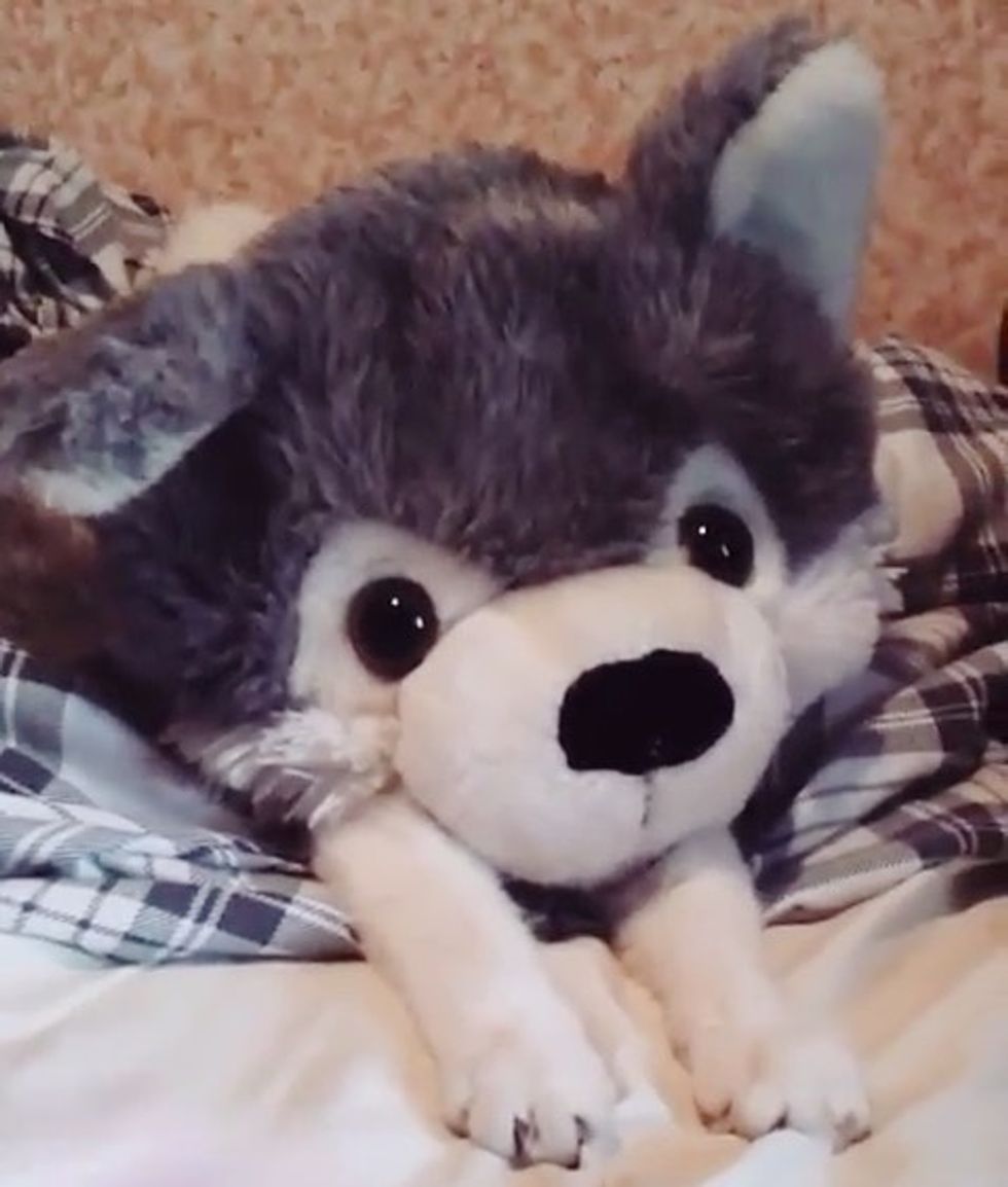 Little Mischievous One Turns Herself into a Rare Cat Wolf - Love Meow