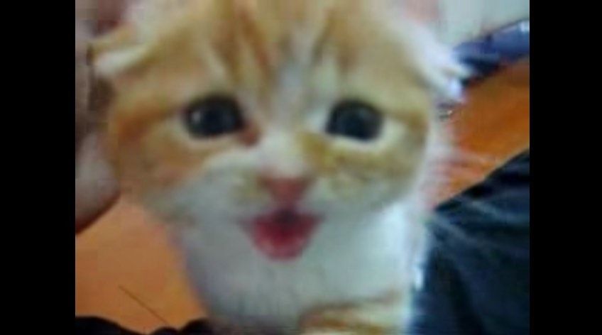 Kitten Walks Up to Man, Meowing for Love, the Sweetest Thing - Love Meow