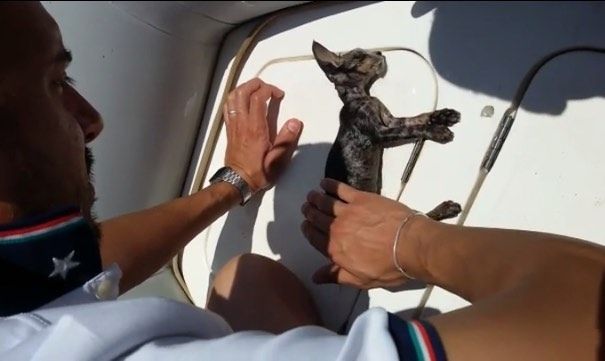 Coast Guard Brings Drowning Kitten Back to Life with Mouth to Mouth CPR ...