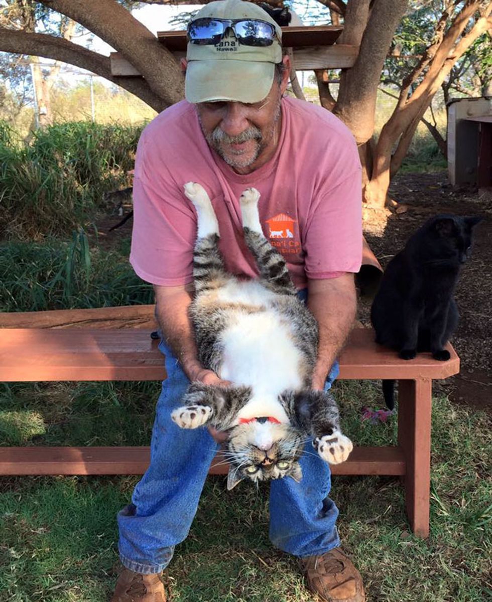 People Come from Around the World to Cuddle 500 Rescue Cats at Kitty ...