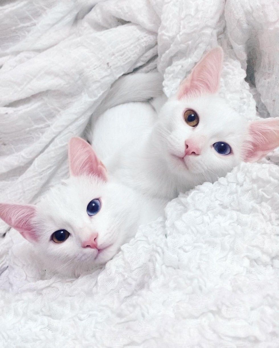 Twin Kitties With Same Colored Odd Eyes In These Stunning Photos Love