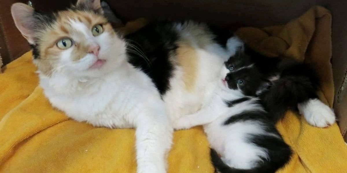 Stray Cat Begs Family to Take Her in So She Can Keep Her Only Baby Safe ...