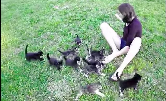 13 Little Kittens Running and Forming the Cutest Train! - Love Meow