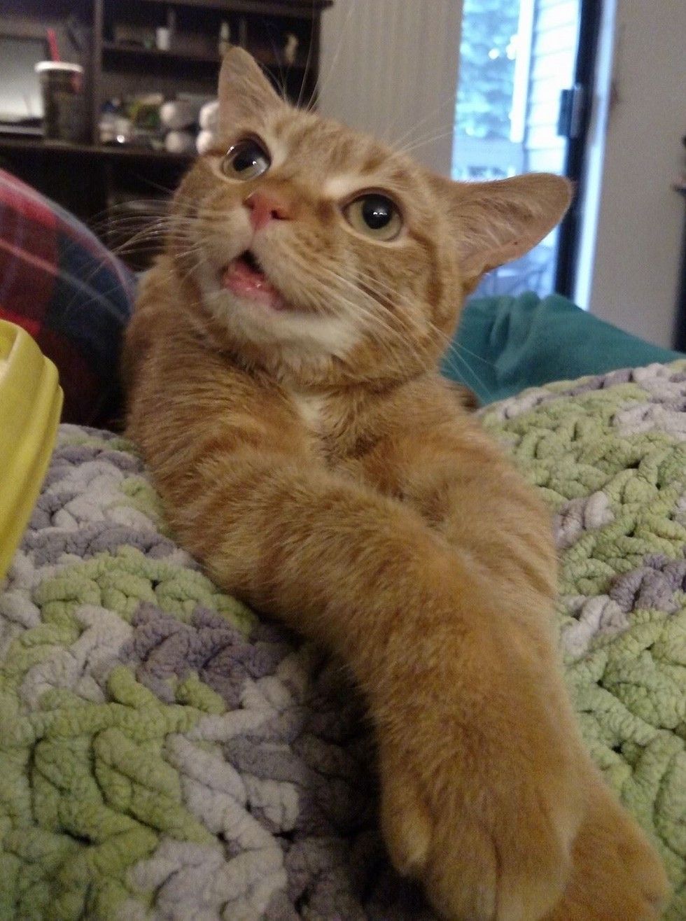 Rescue Ginger Turns His Disability into Happiness and Smiles - Love Meow