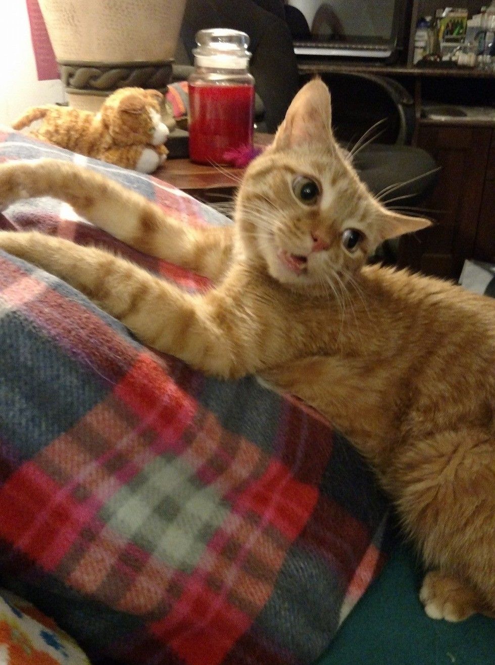 Rescue Ginger Turns His Disability into Happiness and Smiles - Love Meow