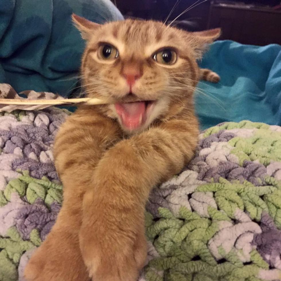 Rescue Ginger Turns His Disability into Happiness and Smiles - Love Meow