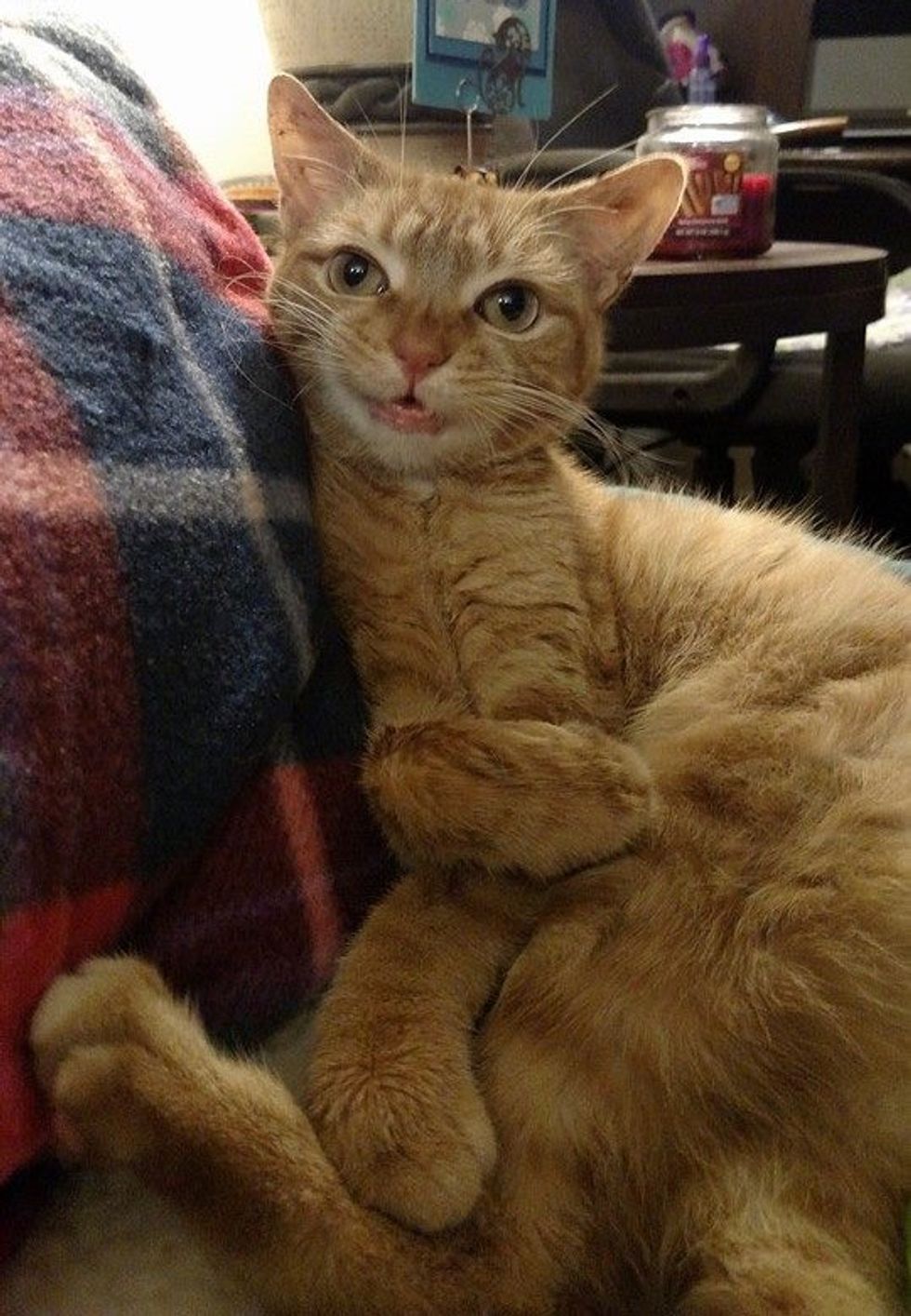 Rescue Ginger Turns His Disability into Happiness and Smiles - Love Meow