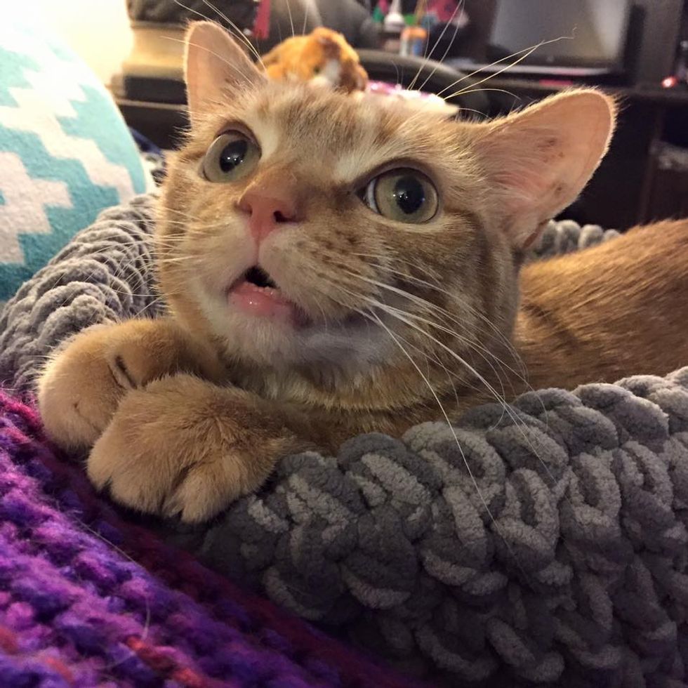 Rescue Ginger Turns His Disability into Happiness and Smiles - Love Meow