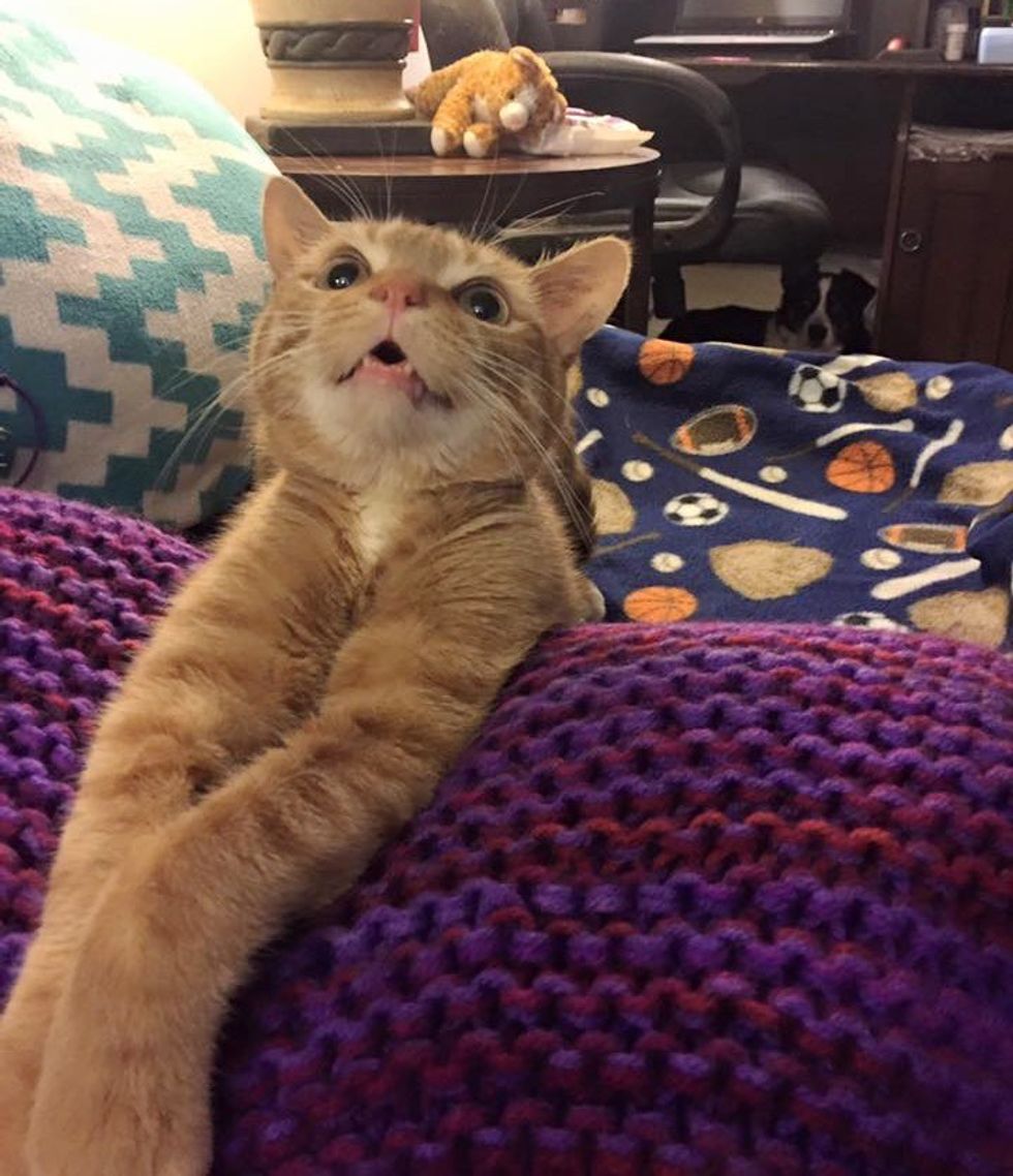 Rescue Ginger Turns His Disability into Happiness and Smiles - Love Meow