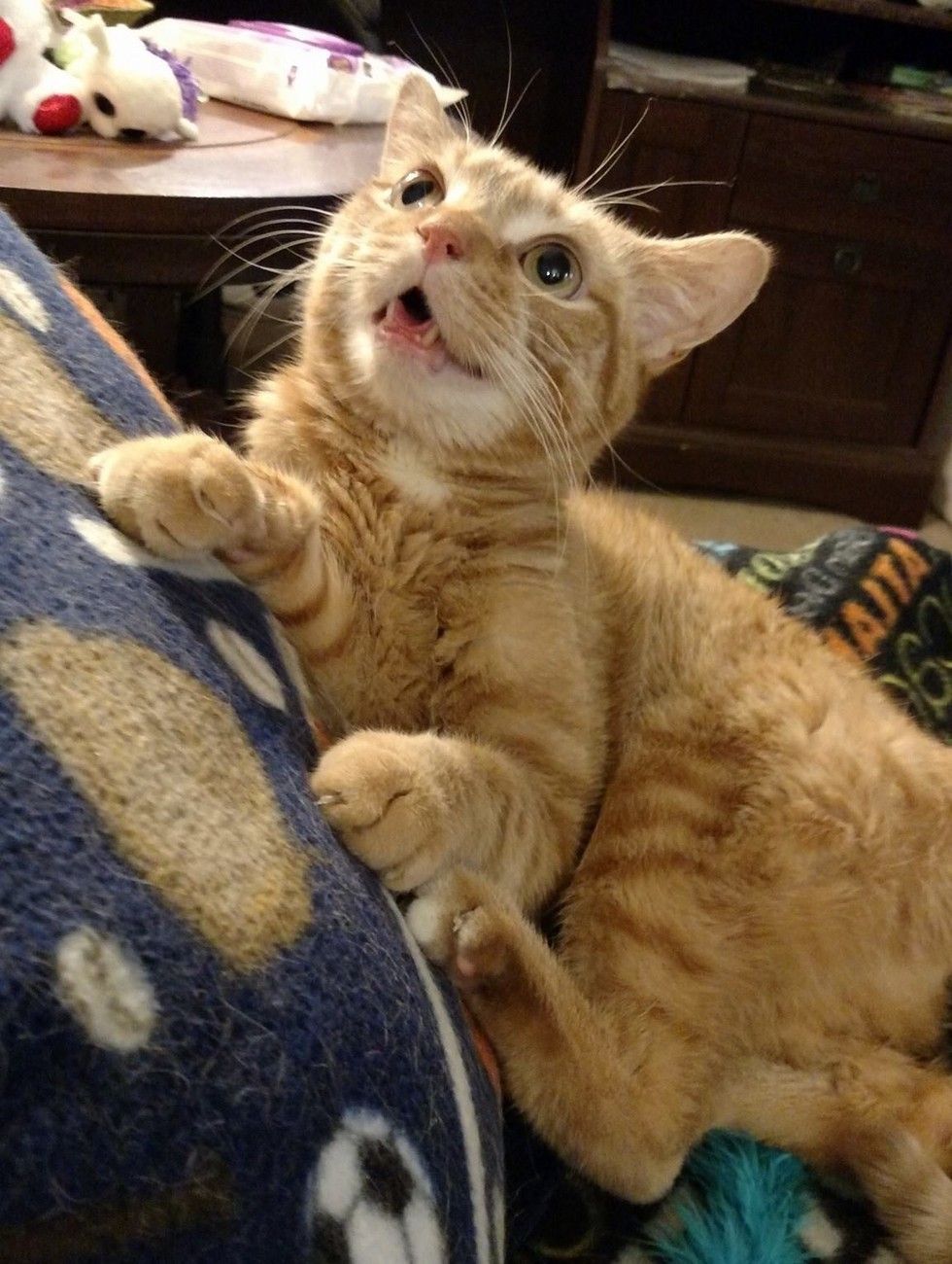 Rescue Ginger Turns His Disability into Happiness and Smiles - Love Meow