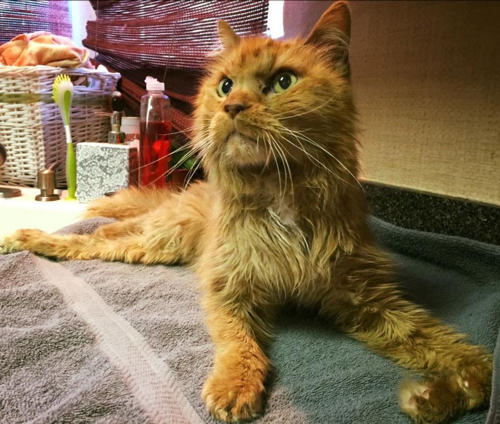 20 Year Old Cat is So Happy to Be Given a Home, He Can't Stop Purring ...