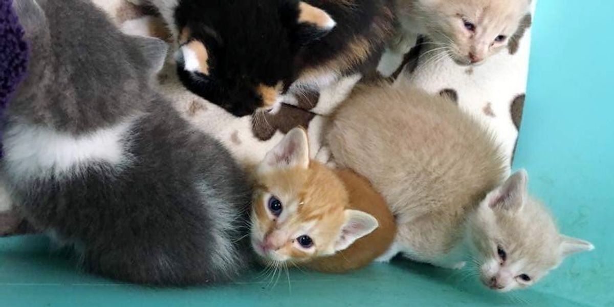 Seven Orphaned Kittens Barely Escape Huge Thunderstorm - Love Meow