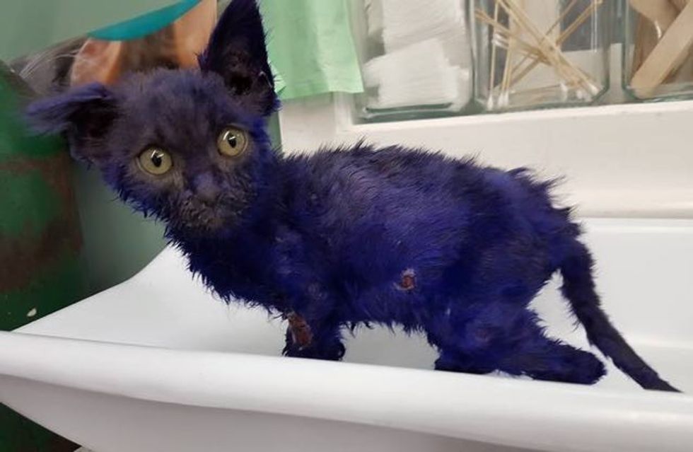 Cat Found Covered in Purple Has Grown Back His Glorious Gray Coat (with ...