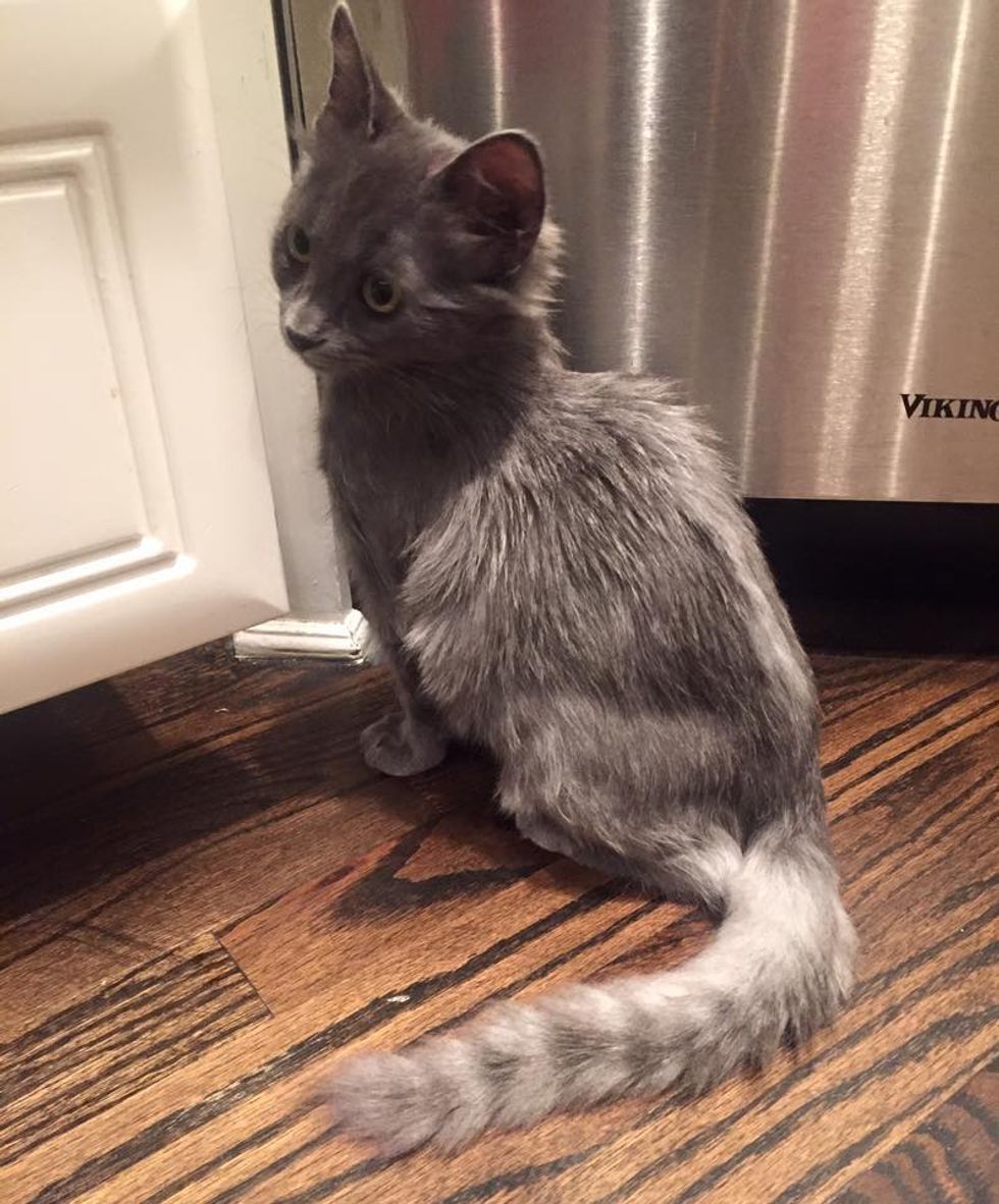 Cat Found Covered in Purple Has Grown Back His Glorious Gray Coat (with ...