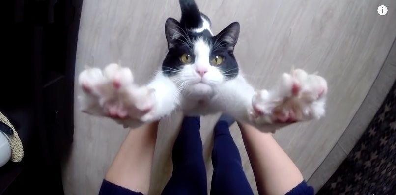 Couple Saves Kitten from Brink of Death, Now He Demands Hugs Every Day ...