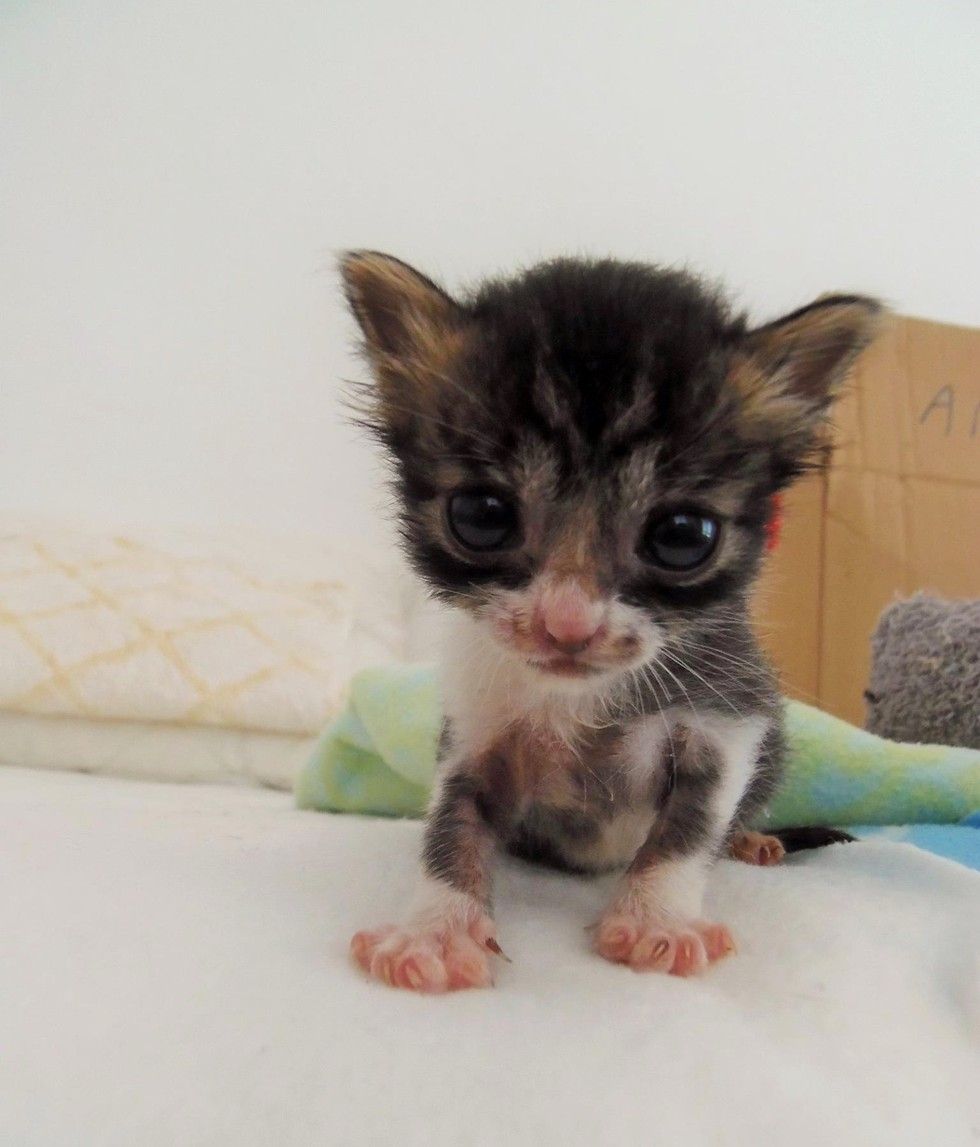 Tiniest Orphaned Kitten Found in Field Cries Out for Love, Then and Now ...