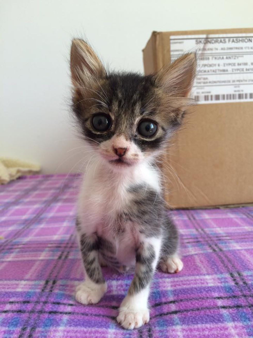 Tiniest Orphaned Kitten Found in Field Cries Out for Love, Then and Now ...