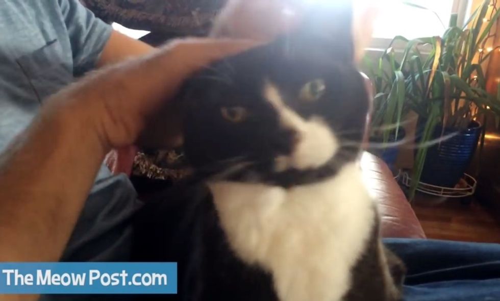 Cat 25 Years Old Has the Cutest Raspy 'Old Man' Meow - Love Meow