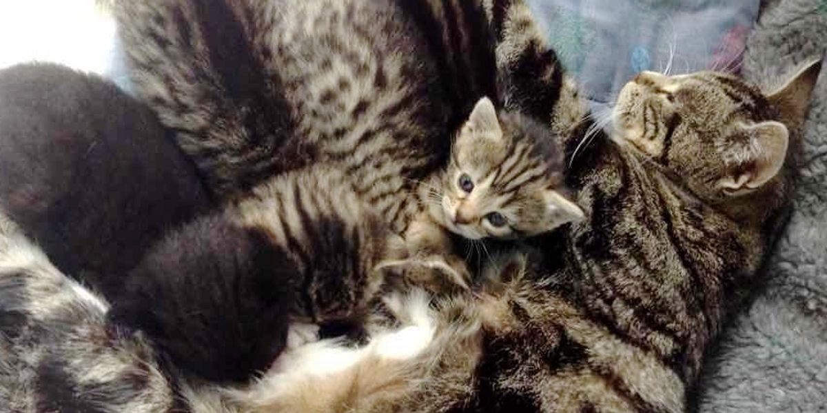 Loving Cat Mother Tracks Down Her Missing Kittens - Love Meow