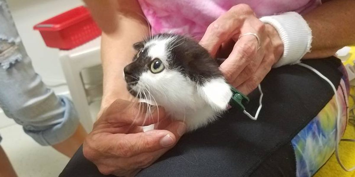 Cat Experiences Feeling in Paralyzed Legs and Can't Believe it - Love Meow