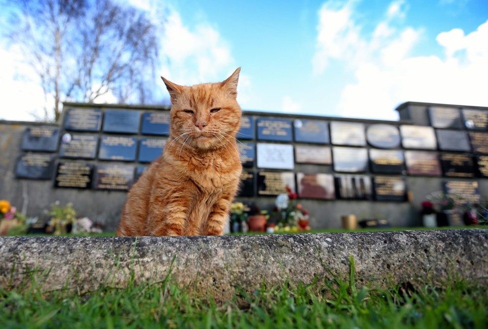 Cemetery Cat, Who Provided Comfort to Mourners for Over 20 Years, Has ...