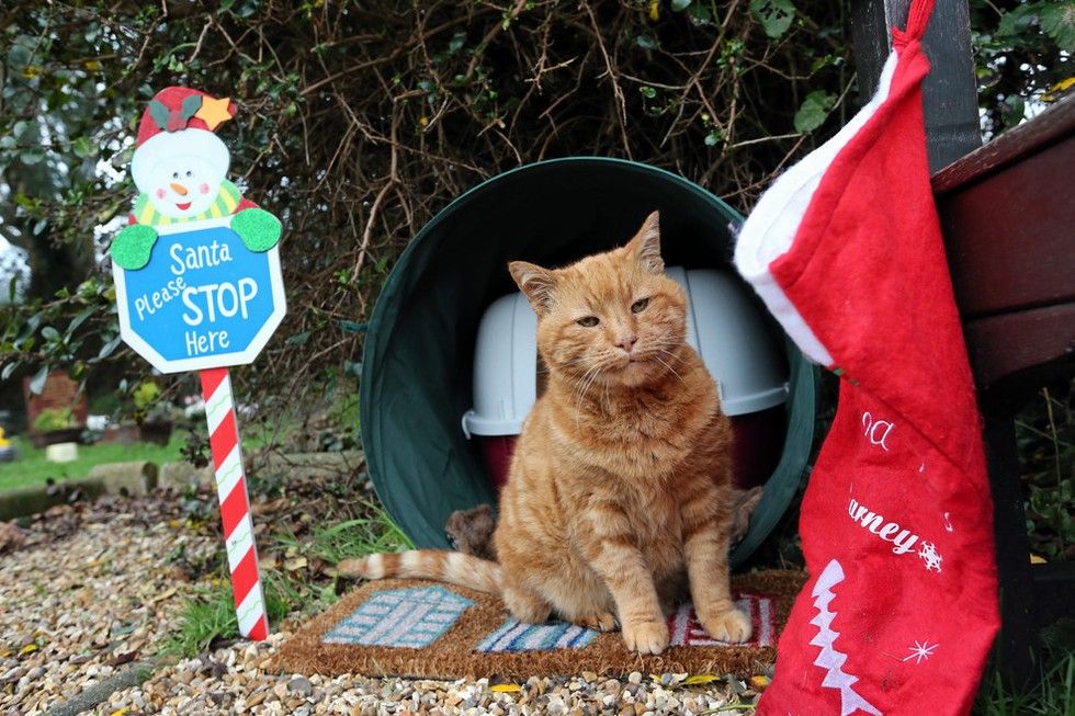 Cemetery Cat, Who Provided Comfort to Mourners for Over 20 Years, Has ...
