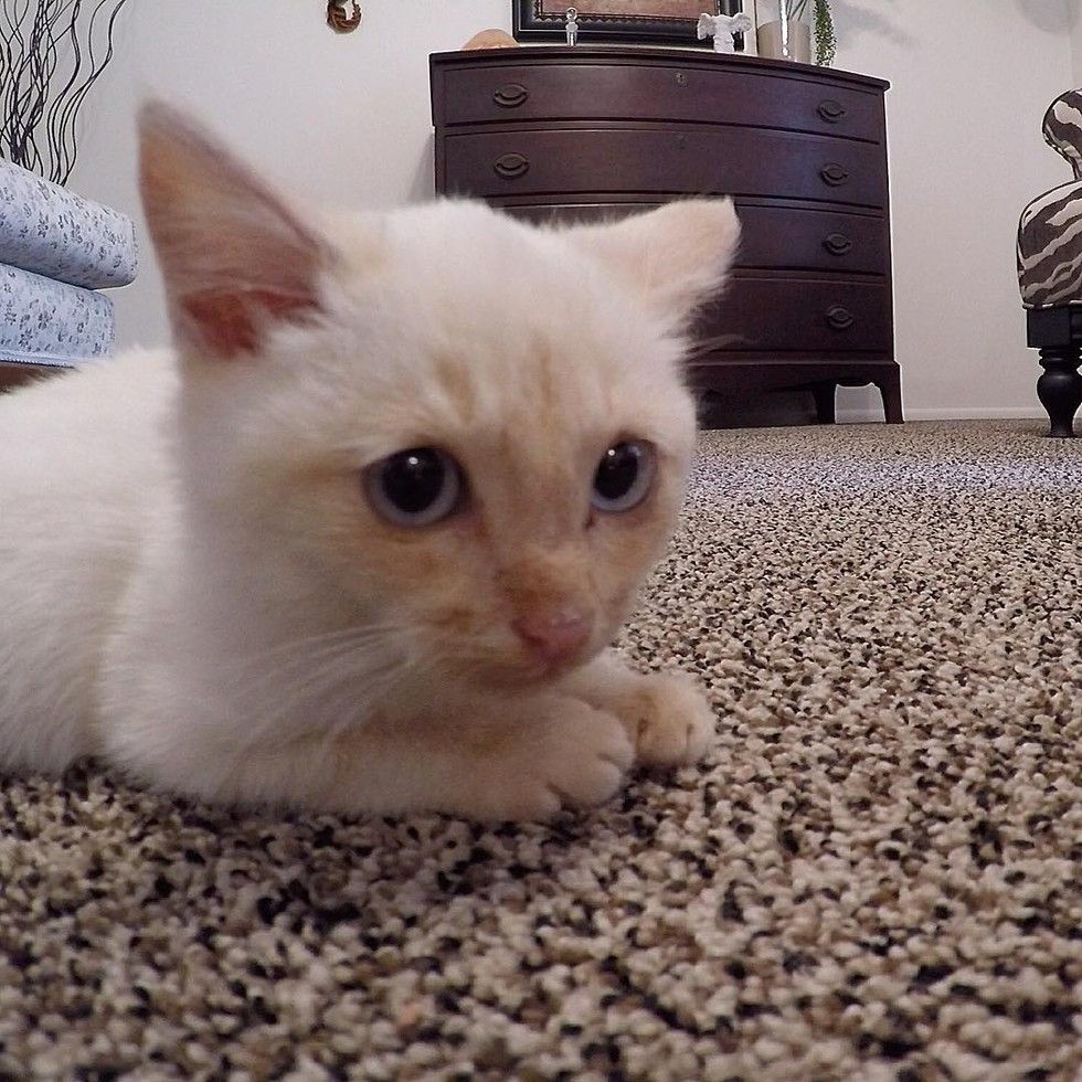 Kitten Saved from Freezing Snow Now Shares His Life with His Best ...