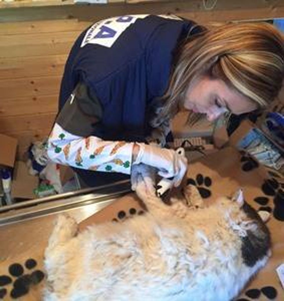 Miracle Cats Rescued from Rubble After Being Trapped for Two Weeks ...