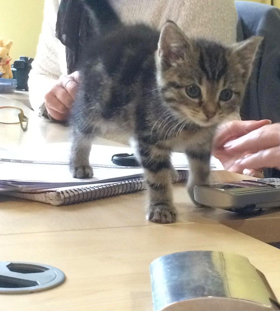Stray Kitten Strolls Into Office to Offer Employees Some ‘Help’ - Love Meow