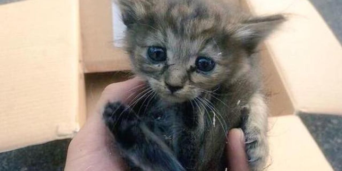 Rescue Kitten Grew Up with Five Ferret Brothers - Love Meow