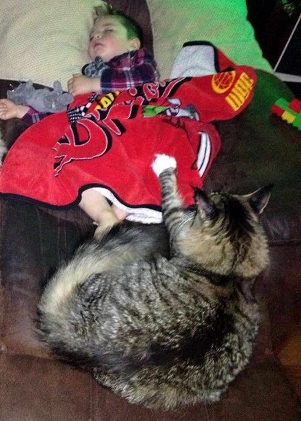 World's Biggest Maine Coon Watches Over His Tiny Brother - Love Meow