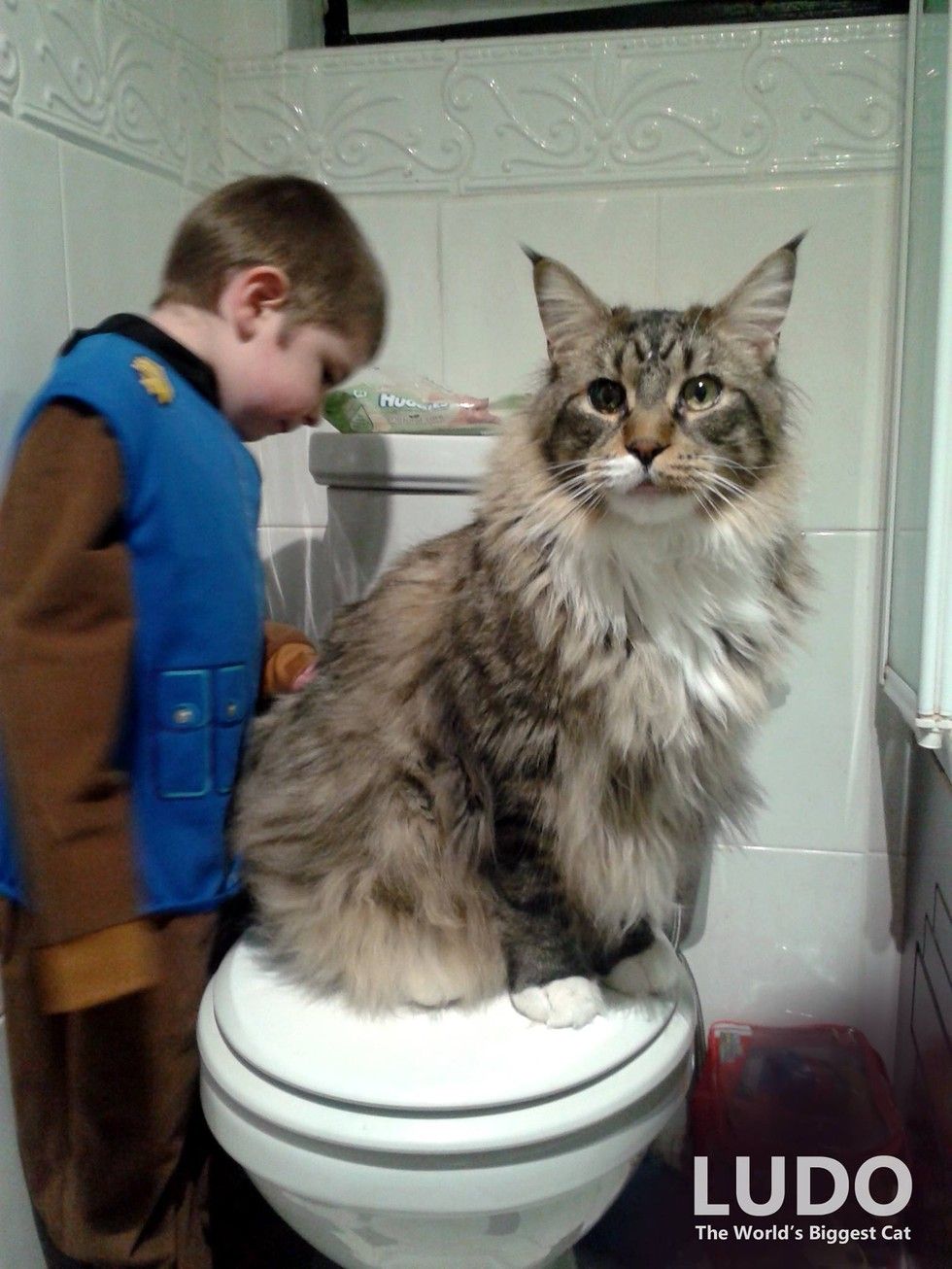 World's Biggest Maine Coon Watches Over His Tiny Brother - Love Meow