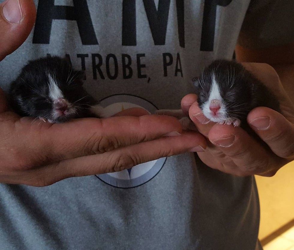 Orphaned Kittens Rescued from Garbage Find Protective Dog Mama to Love ...