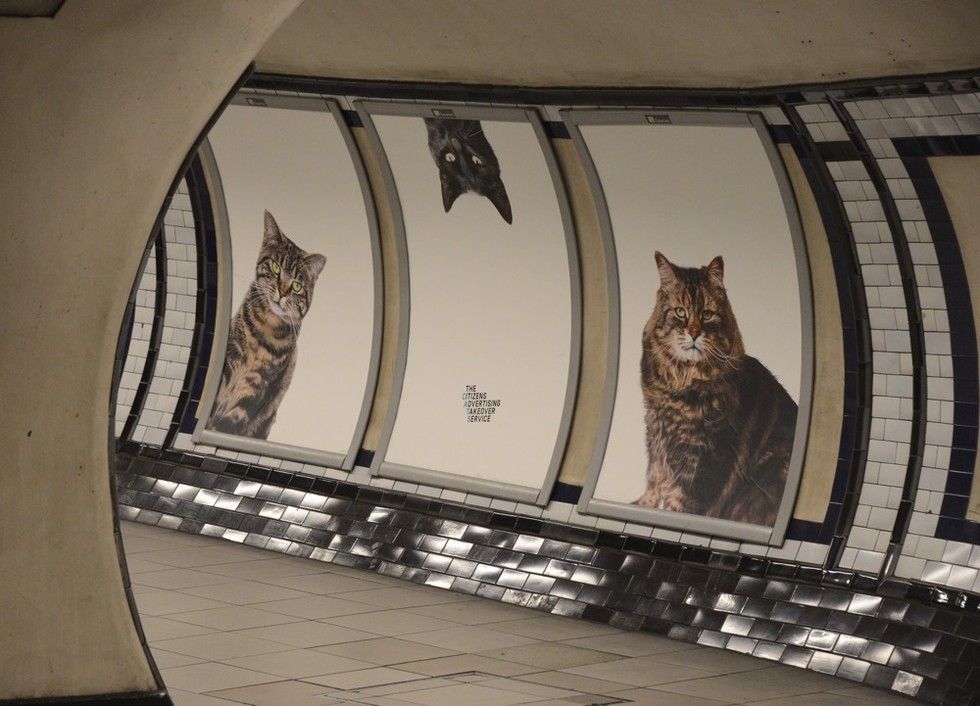 This Underground Station Now Has Photos of Rescue Cats instead of Ads ...