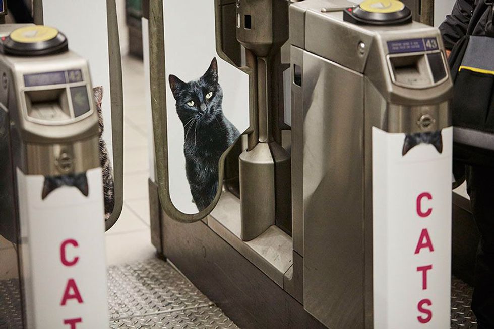 This Underground Station Now Has Photos of Rescue Cats instead of Ads ...