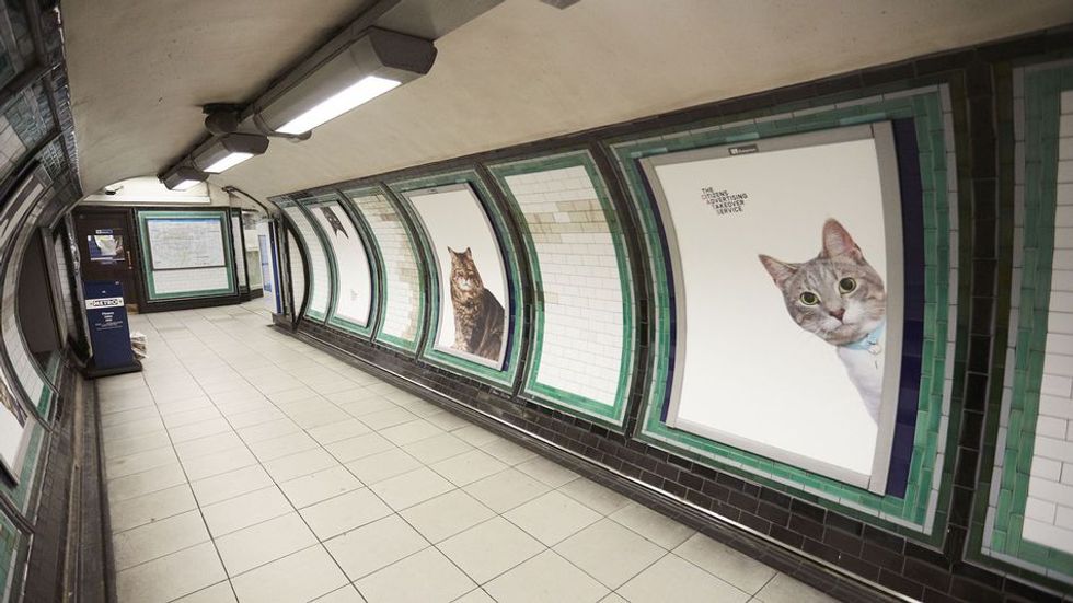 This Underground Station Now Has Photos of Rescue Cats instead of Ads ...