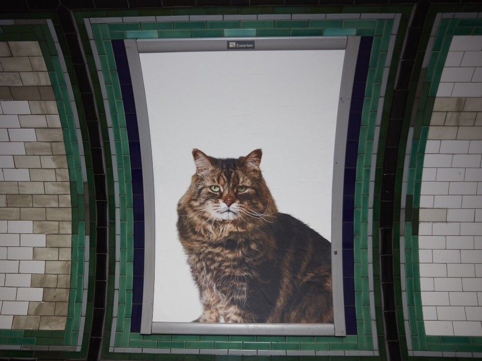 This Underground Station Now Has Photos of Rescue Cats instead of Ads ...
