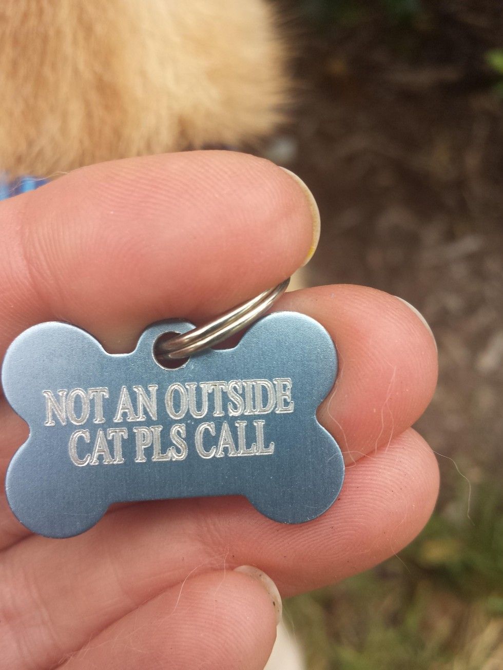 Woman Helps Lost Cat Find His Family Thanks to Message on His Collar ...