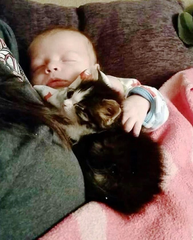 Orphaned Kitten Guards Her Little Brother Since Day One, Now 10 Months ...