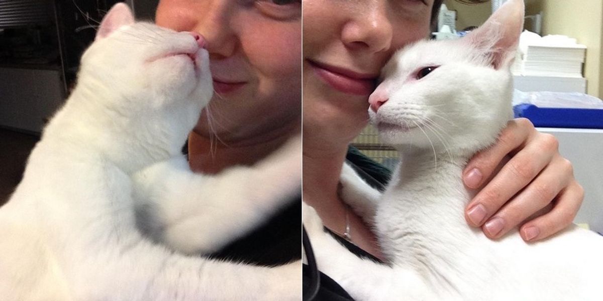 Vet Refused to Give Up on Sick Kitty, Now He Can't Stop Thanking Them ...