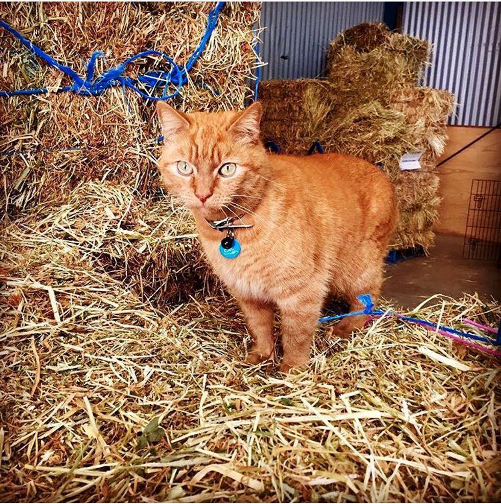 Cat Recruited by Police Caught Sleeping on Duty - Love Meow