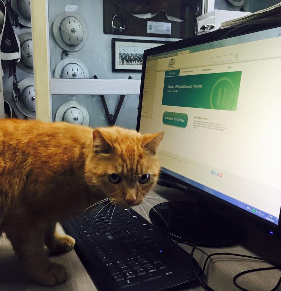 Cat Recruited by Police Caught Sleeping on Duty - Love Meow