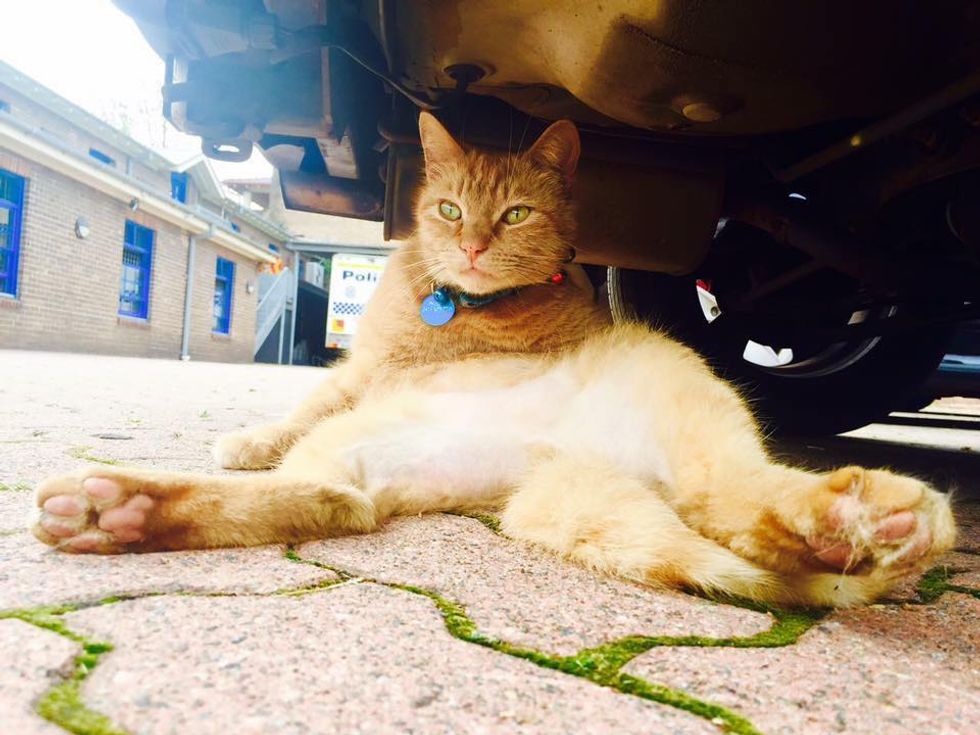 Cat Recruited by Police Caught Sleeping on Duty - Love Meow
